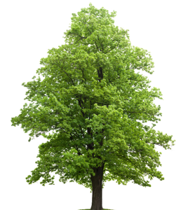 AGAÇLAR – EKATURK