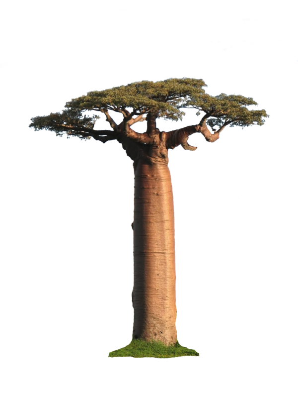 AFRİKA AĞAÇLARI – EKATURK